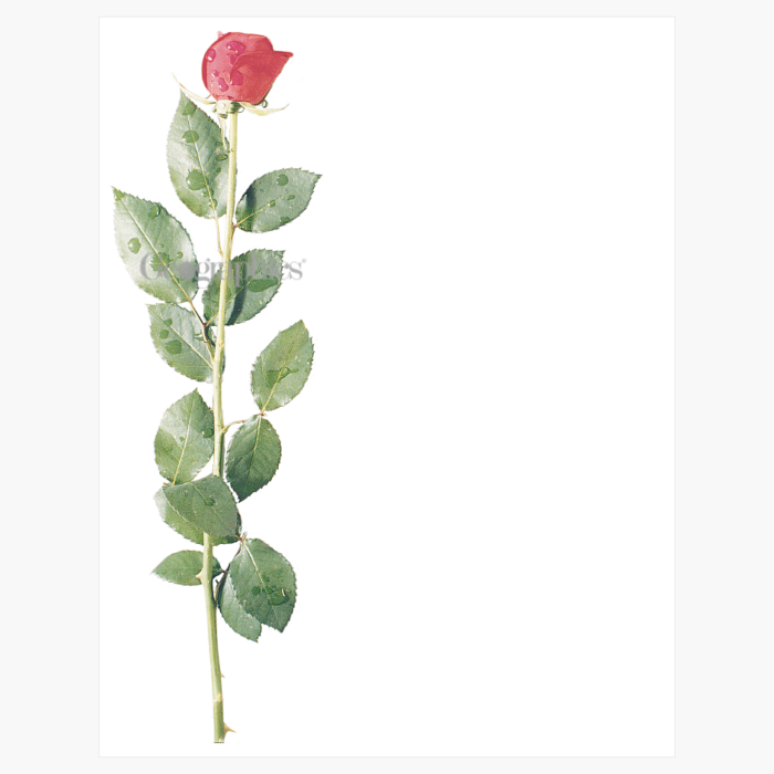Rose Letterhead by MyGeoPrint® | TheRoyalStore